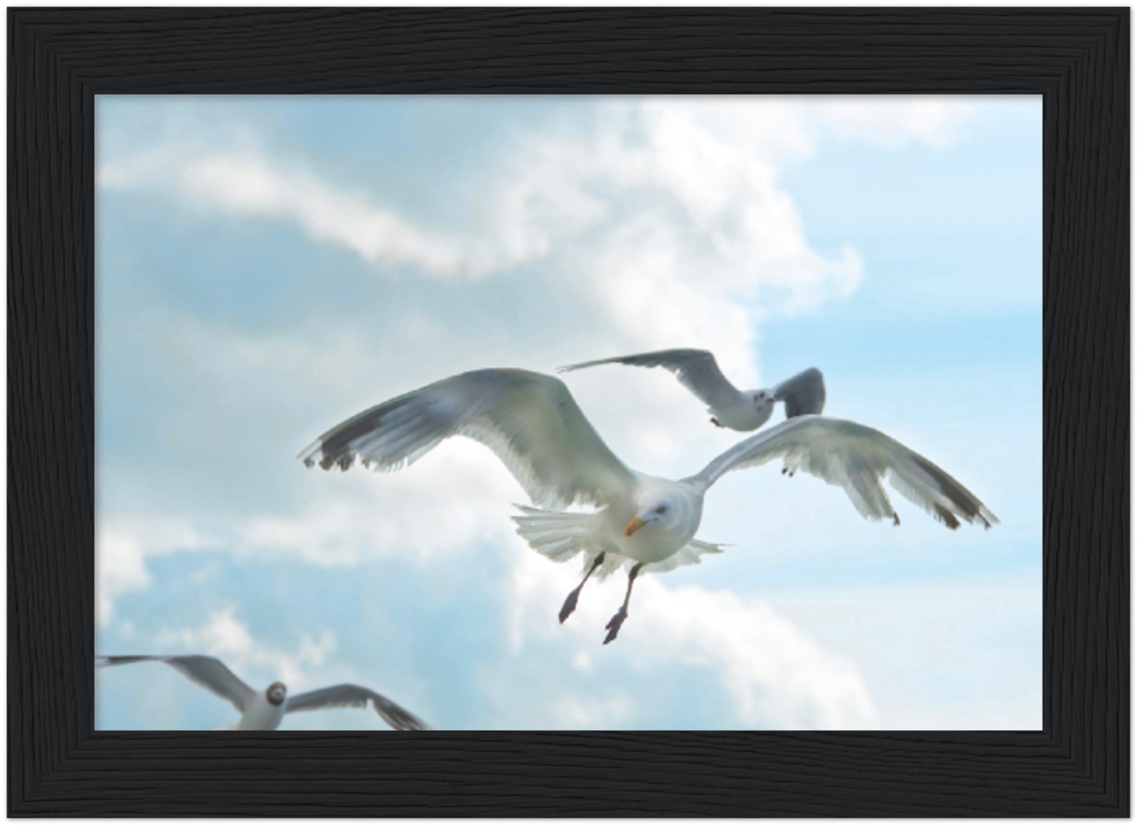 Seagull | Poster | Optimalprint